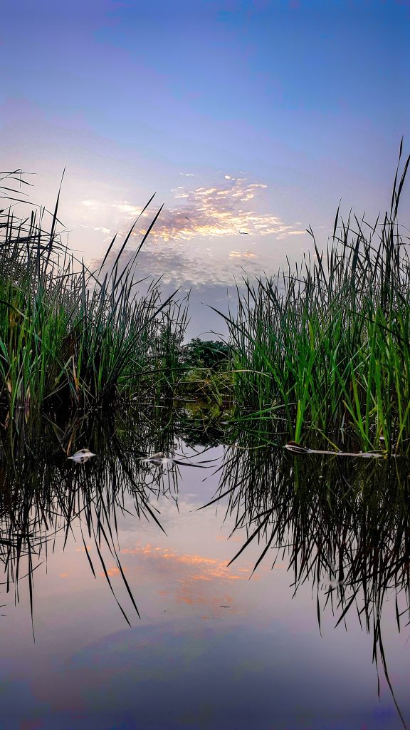 Paddy Field Reflection - PixaHive