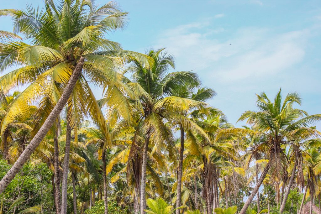 Palm trees at a place - PixaHive