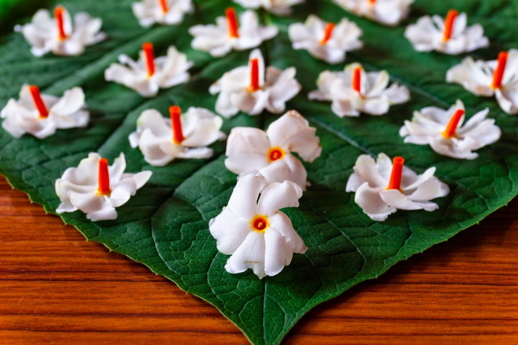 Parijatham flower on a leaf - PixaHive