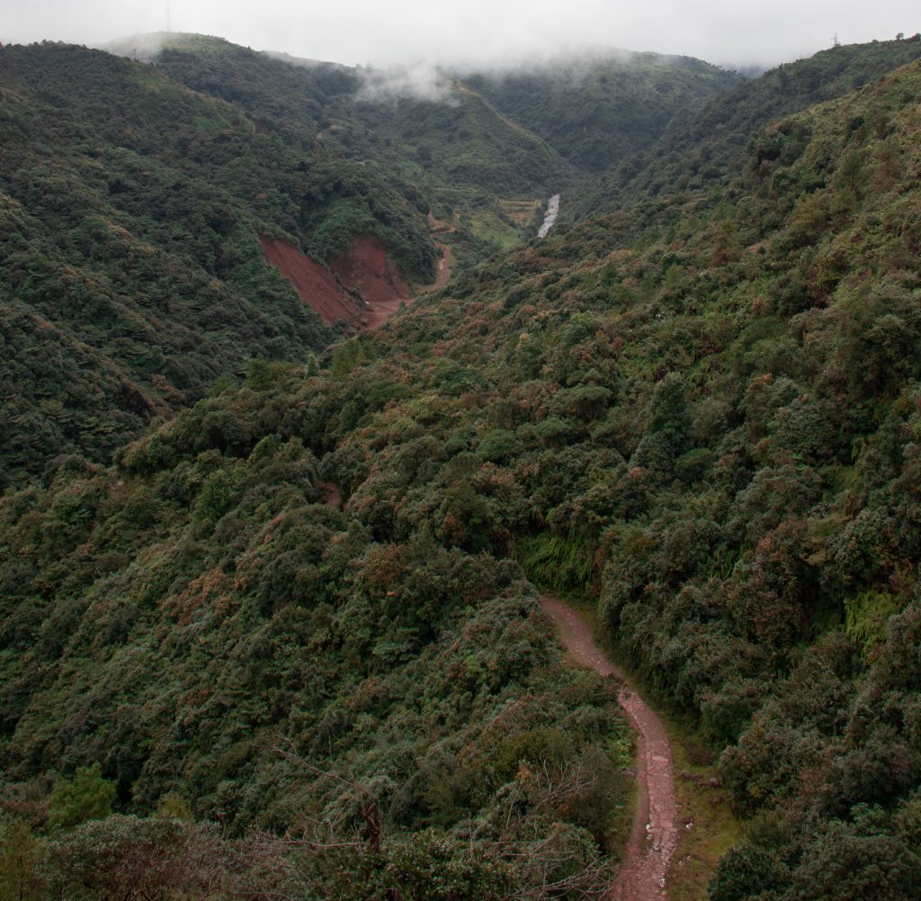 Pathway in the middle of the forest - PixaHive