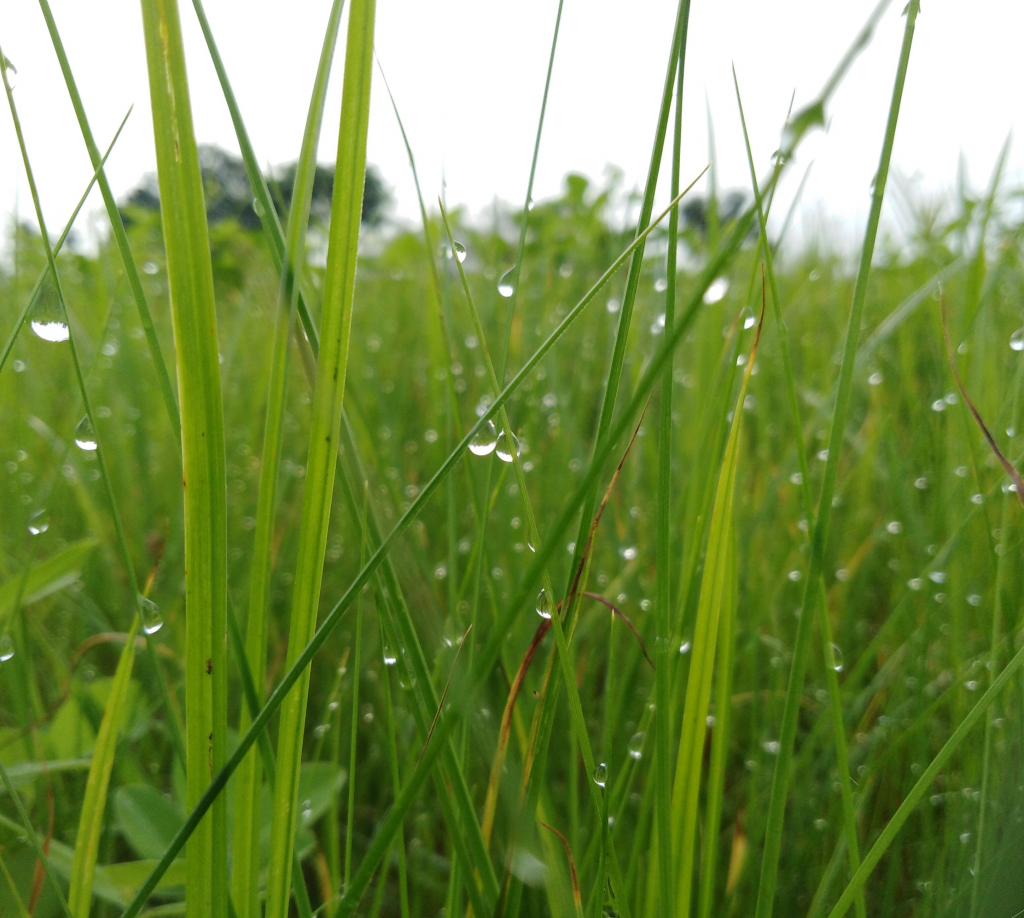 Morning Grass - PixaHive