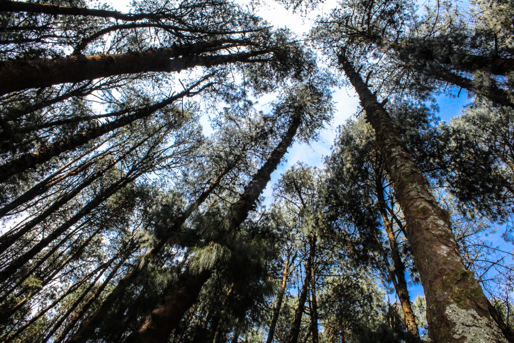 A Pine Tree Forest - PixaHive
