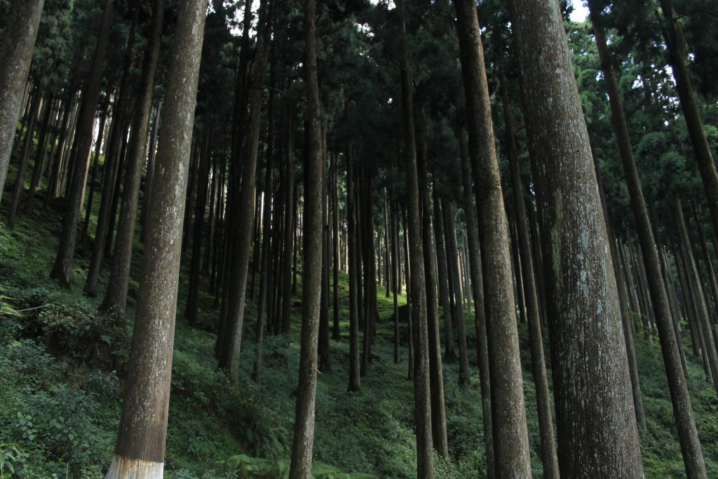 Pine forest - PixaHive