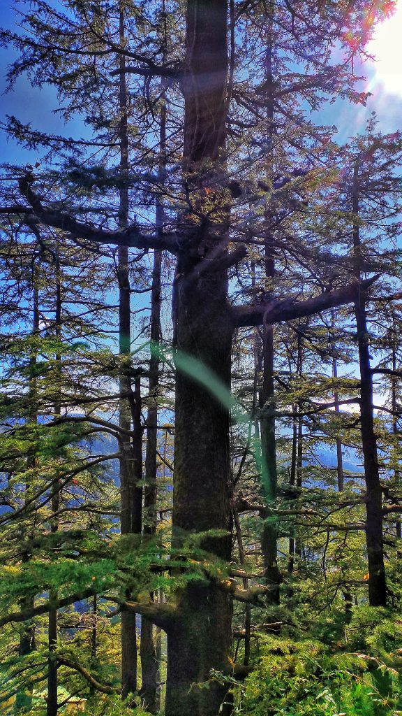 Pine tree - PixaHive