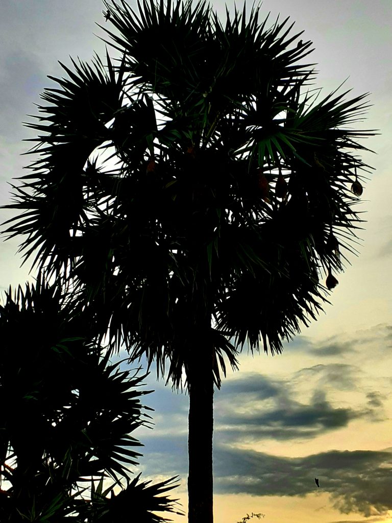 Pine tree - PixaHive