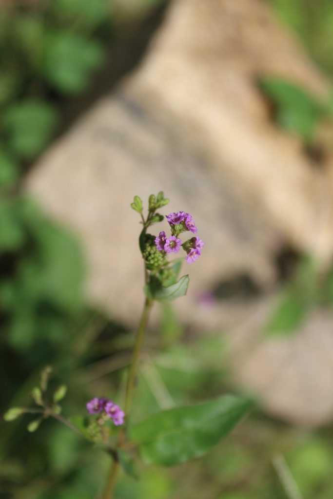 Tiny purple flowers - PixaHive