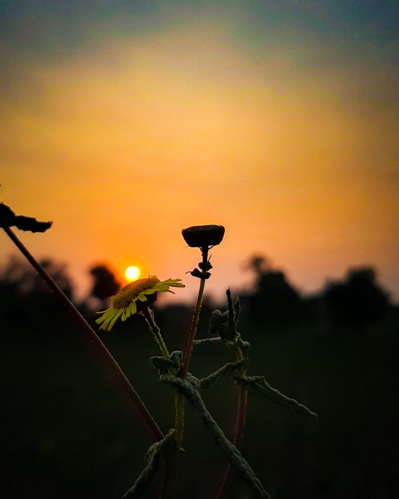 Real Sunflower. - Free Image by Viral chaudhari on PixaHive.com