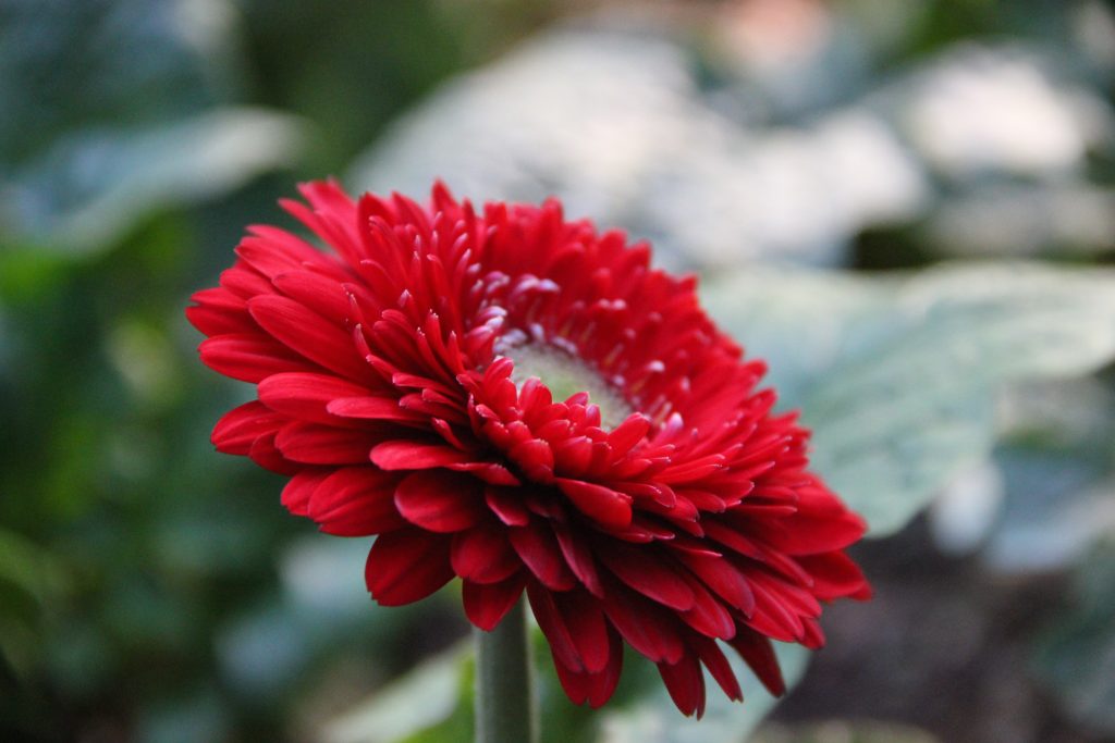 Red Blooming Flower - PixaHive
