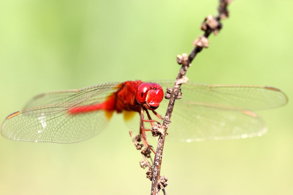 Red Dragonfly - PixaHive