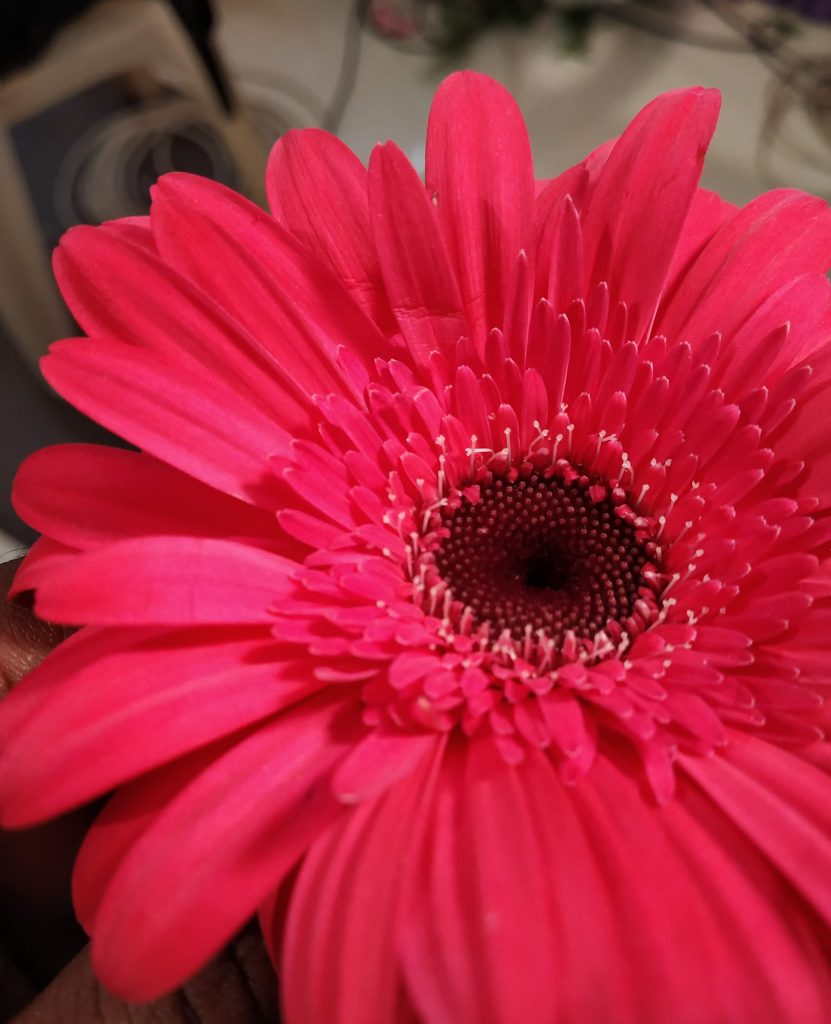 Red Gerber Daisy Flower - PixaHive