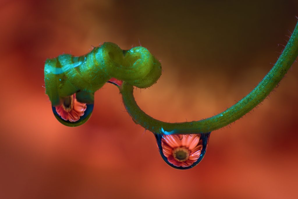Reflection of flowers in water drops - PixaHive