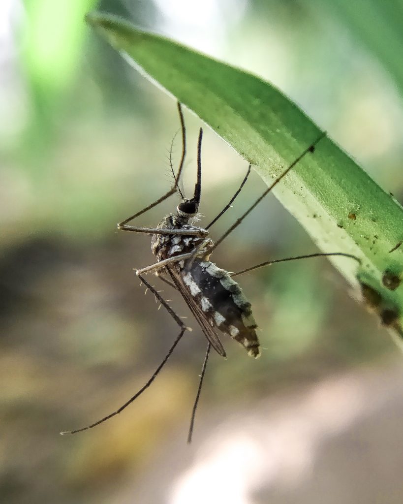 Resting Mosquito - PixaHive