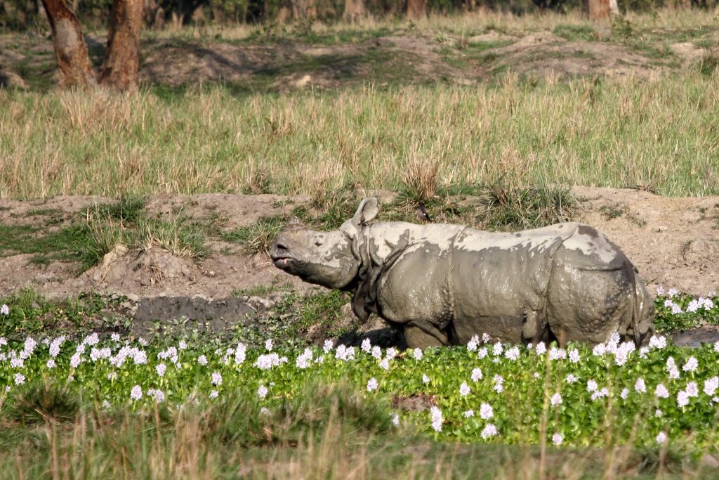 Rhino in mud - PixaHive