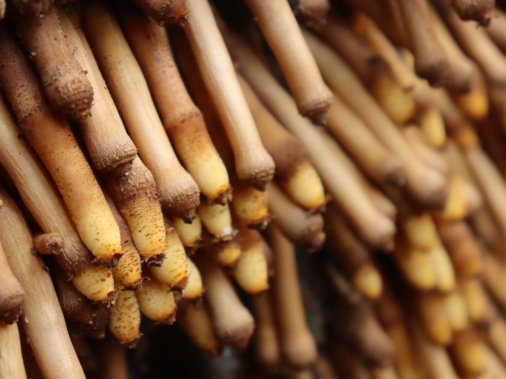 Roots of a tree - PixaHive