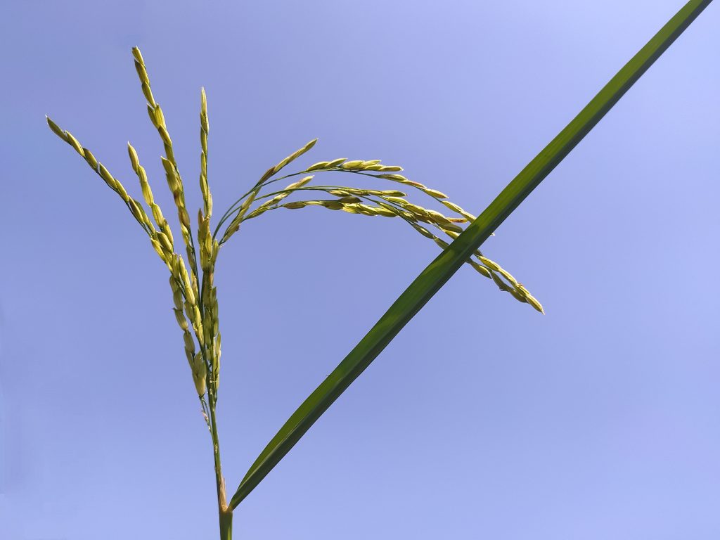 Single rice plant - PixaHive
