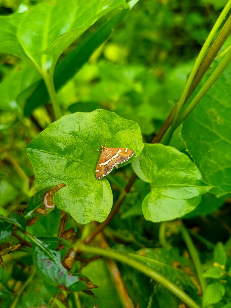 Small Orange Butterfly - PixaHive