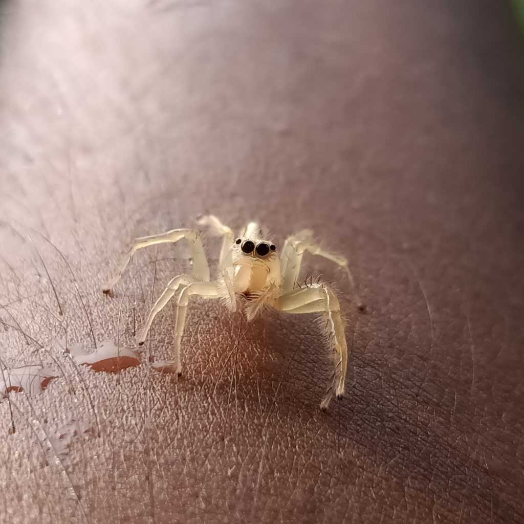Spider Closeup - PixaHive