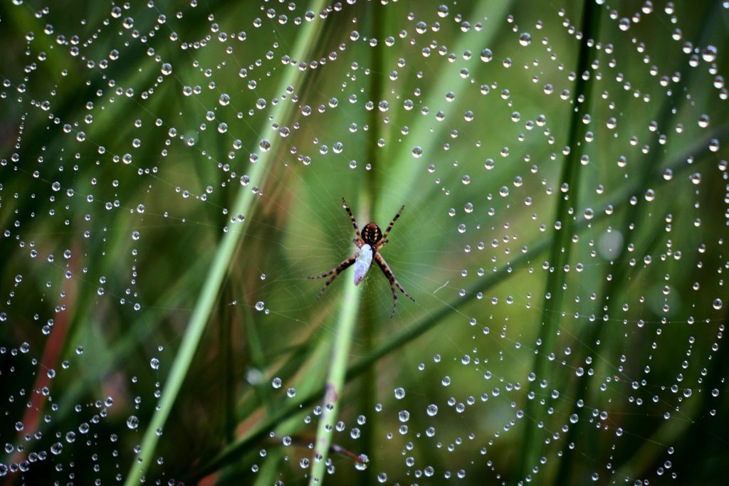 Spider on a wet spider web - PixaHive