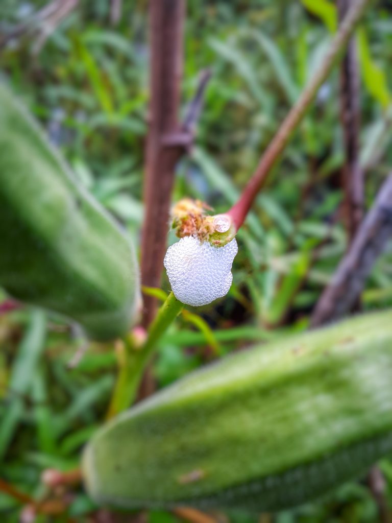 Spit bug on a grass plant - PixaHive