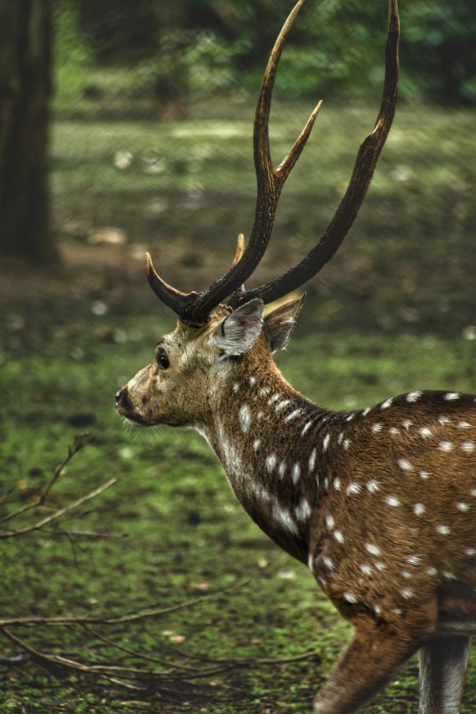 Spotted Deer - PixaHive