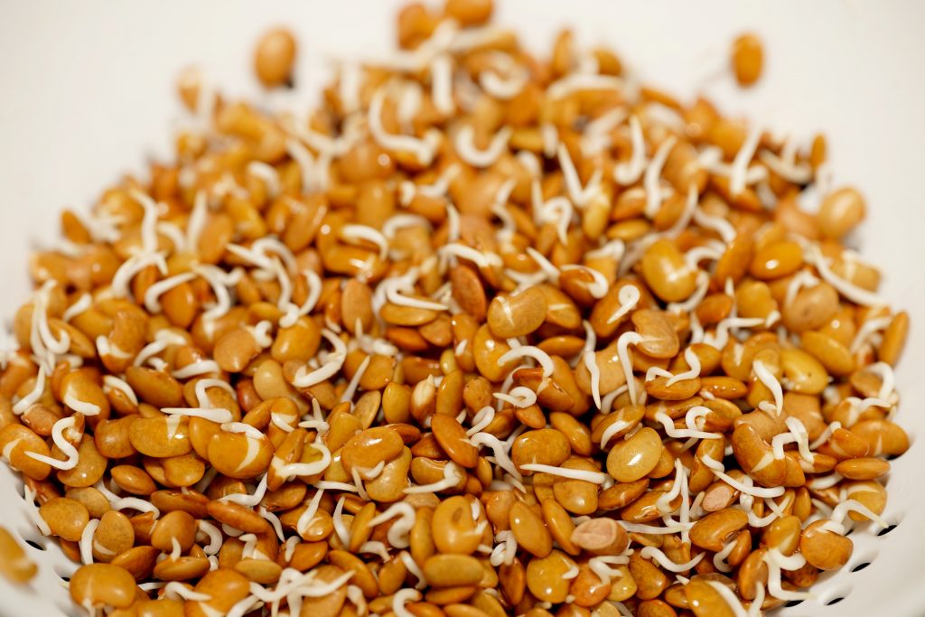 Sprouted Beans - PixaHive