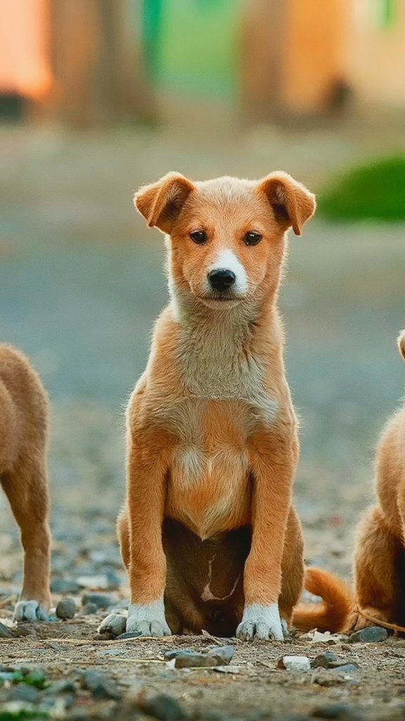 Street dogs - PixaHive