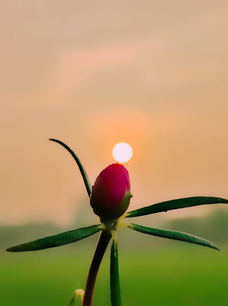 A real sun flower - PixaHive