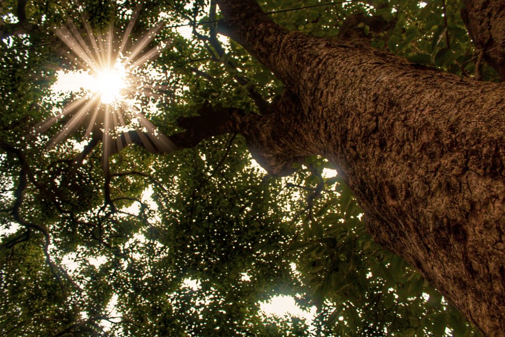 Sun rays beauty - PixaHive