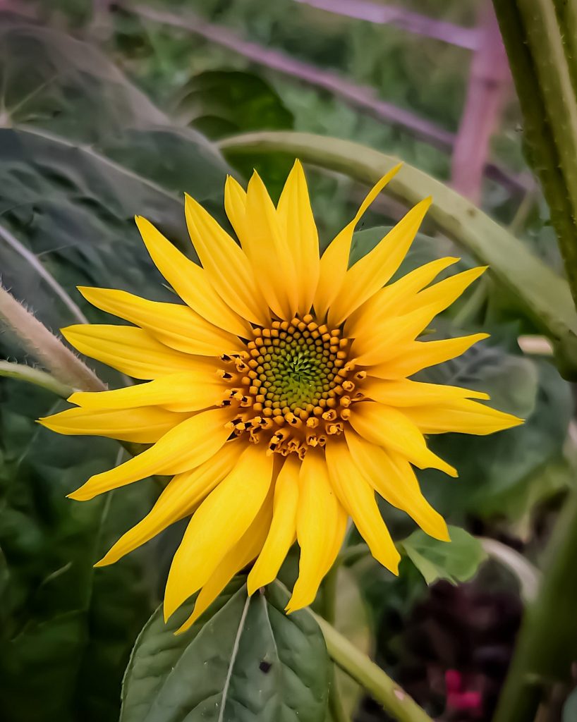 Sunflower - PixaHive