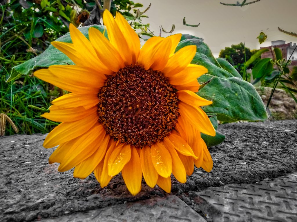 Sunflower - PixaHive