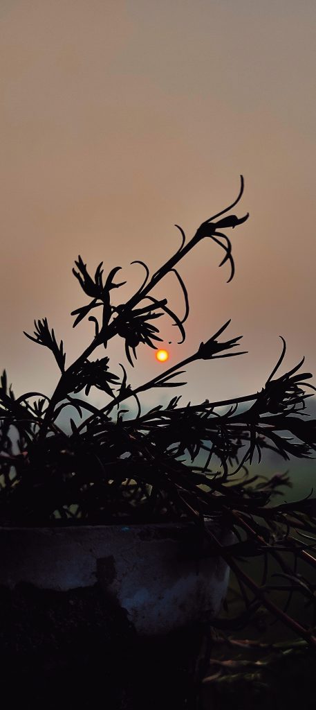 Sunset through a flower pot - PixaHive