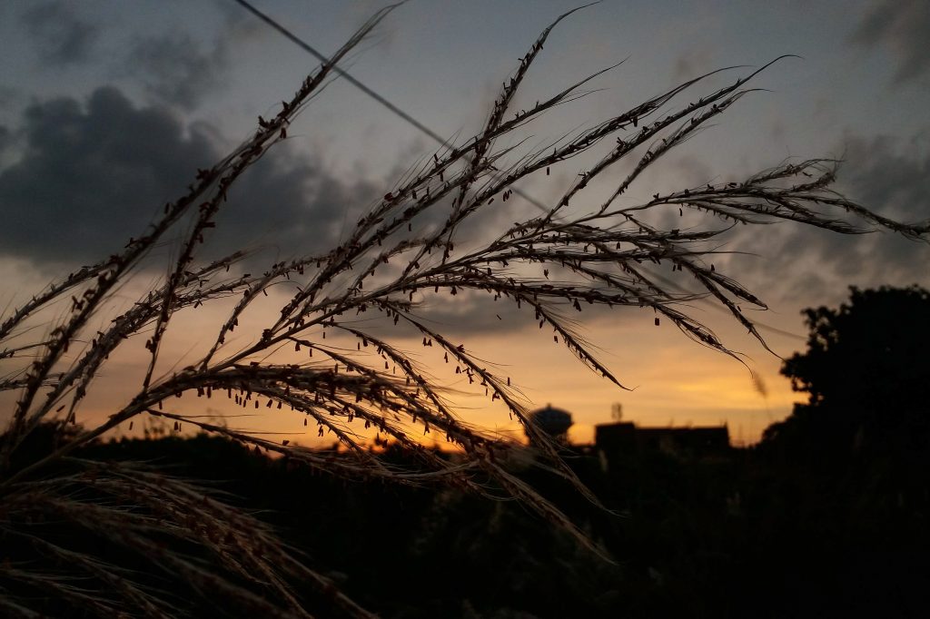 Sunset through grass plants - PixaHive