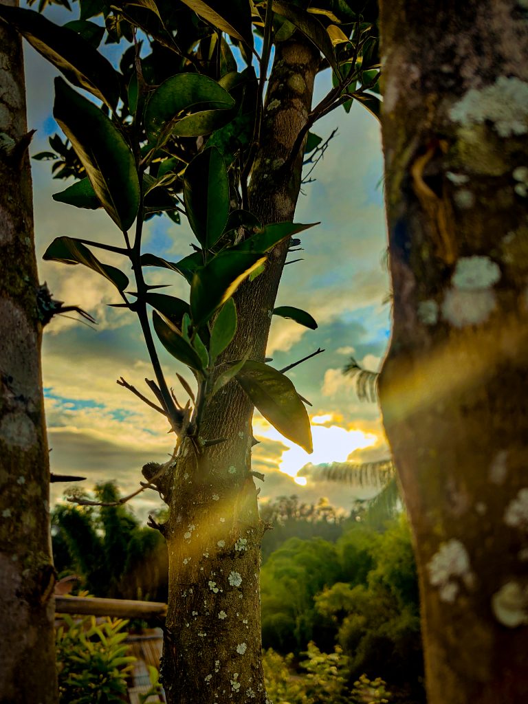 Sunset through trees - PixaHive