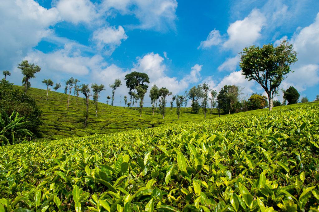 Tea estate - PixaHive