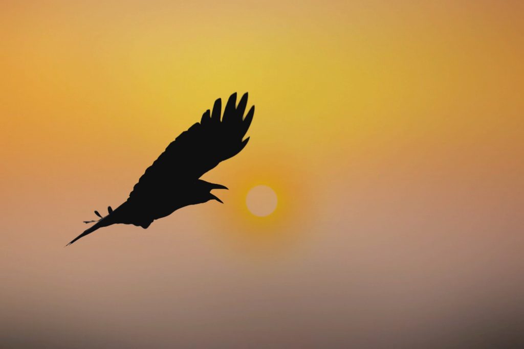 The crow about to eat the sun… - PixaHive