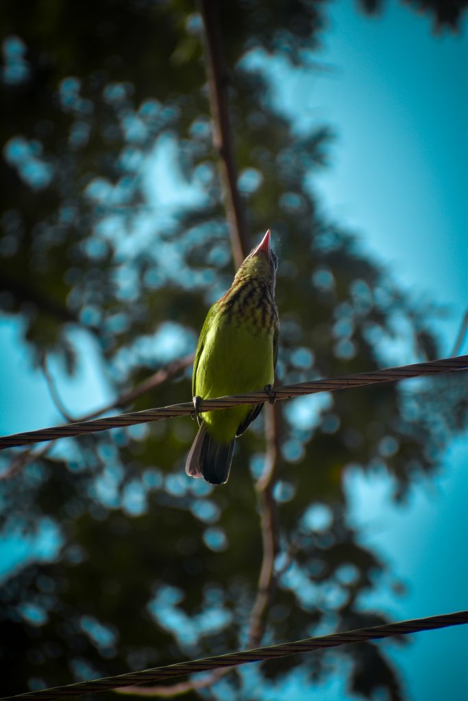 The green bird with long eyelashes - PixaHive