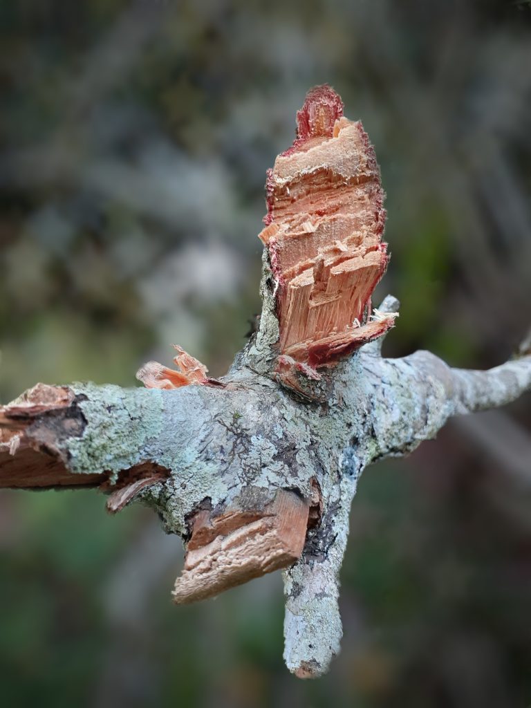 A broken branch - PixaHive