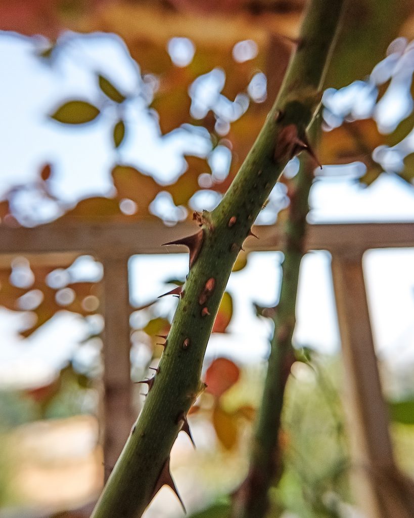 Thorny stem of rose plant - PixaHive
