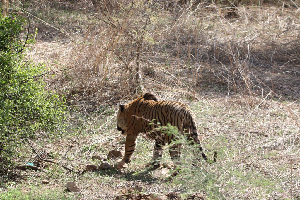 Tiger in jungle - PixaHive