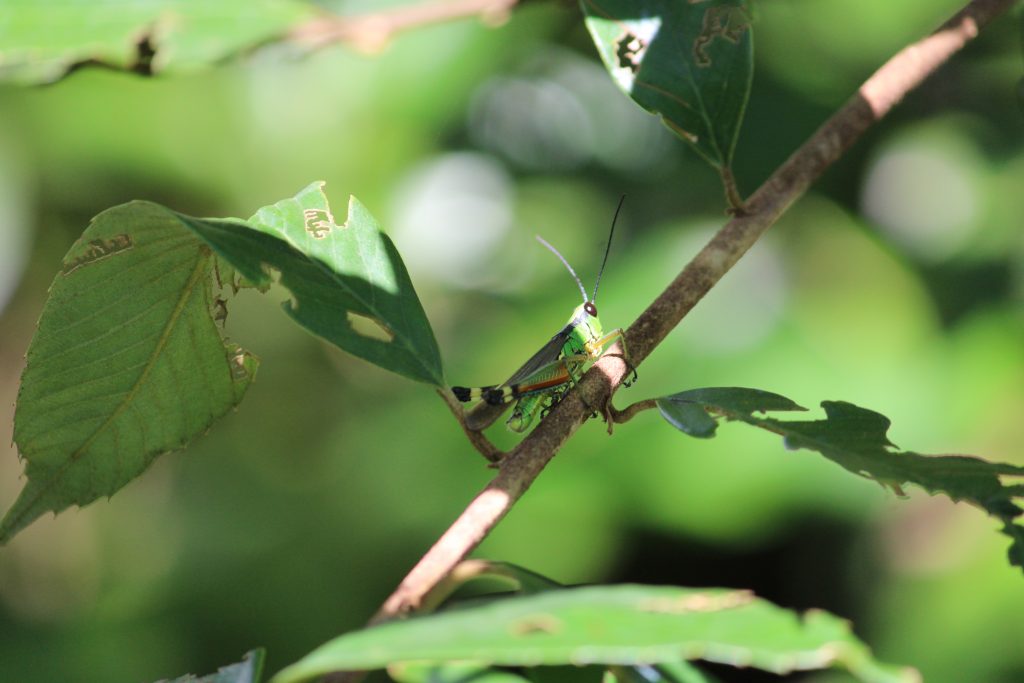 Tiny Grasshopper - PixaHive