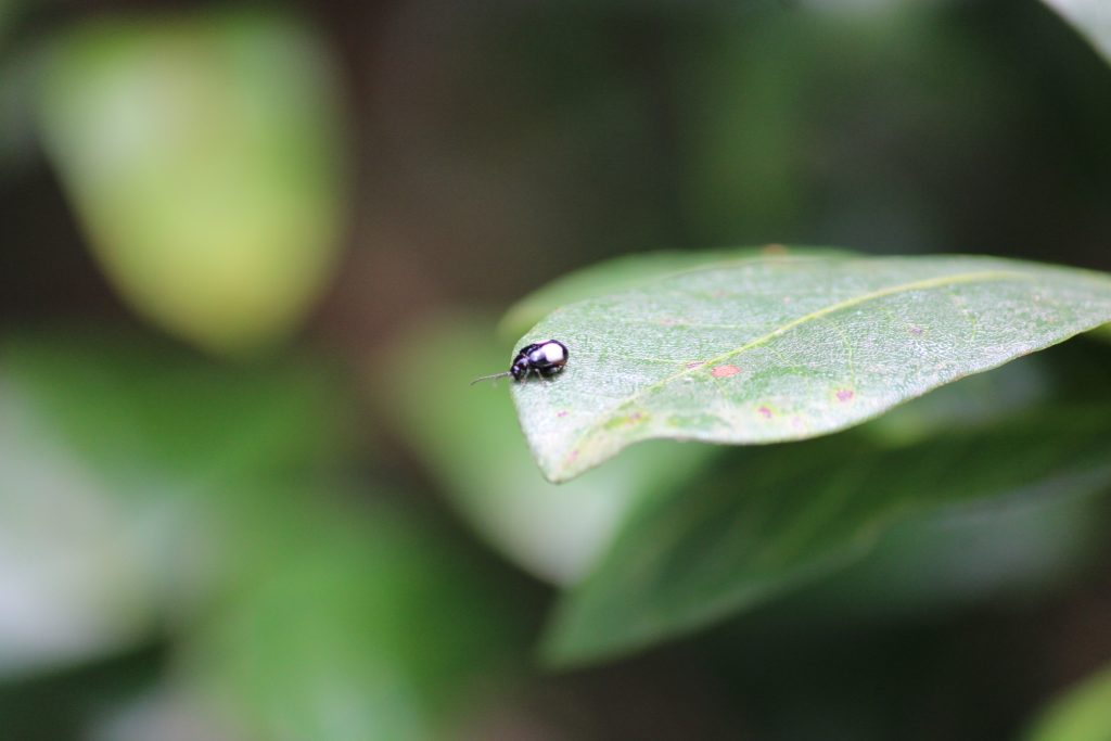 Tiny black bug - PixaHive