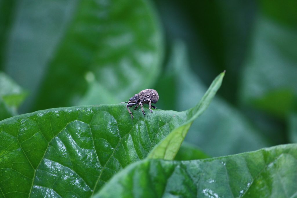 Tiny insect - PixaHive