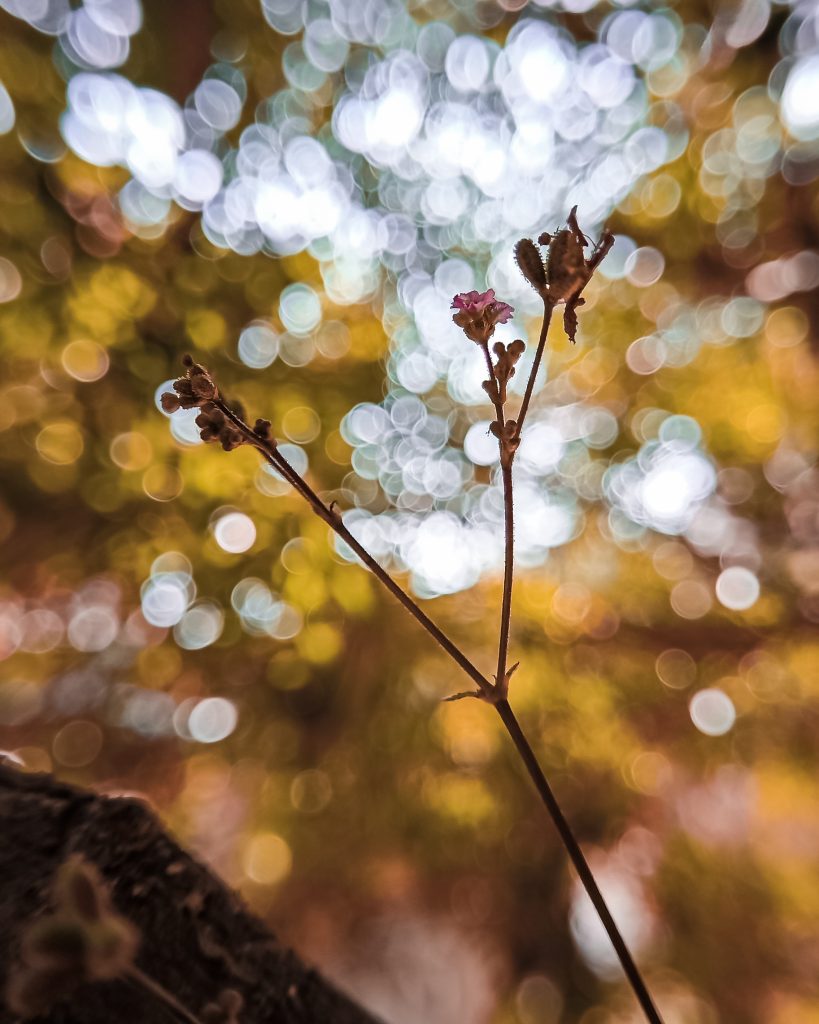 Tiny plant - PixaHive