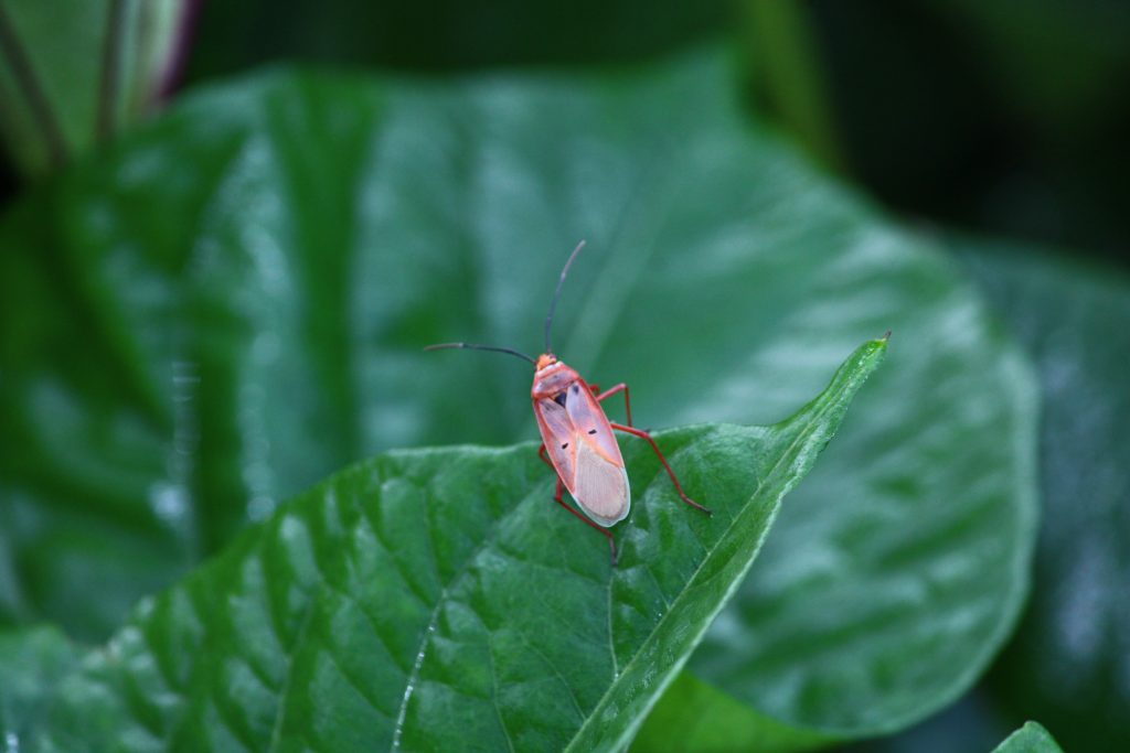 Tiny red little insect - PixaHive