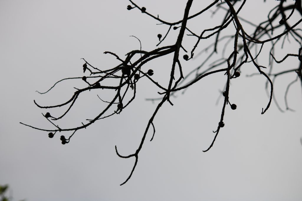 Tree Branches - PixaHive
