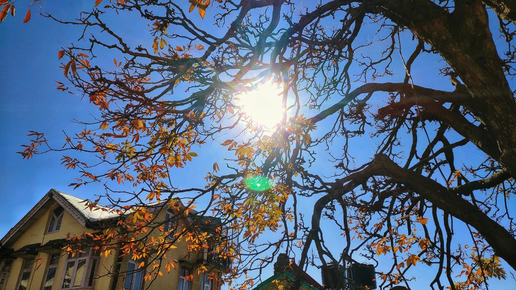 Tree bushes with sun - PixaHive