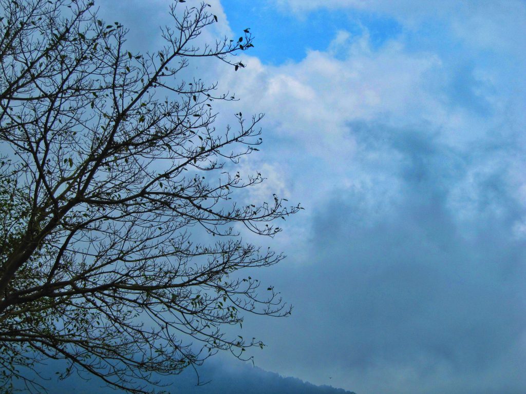 Tree with fallen leaves - PixaHive