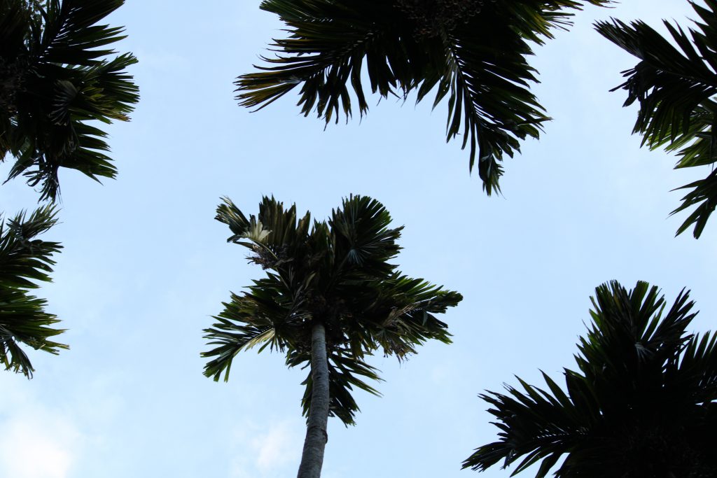 Trees, Forest, nature. - PixaHive