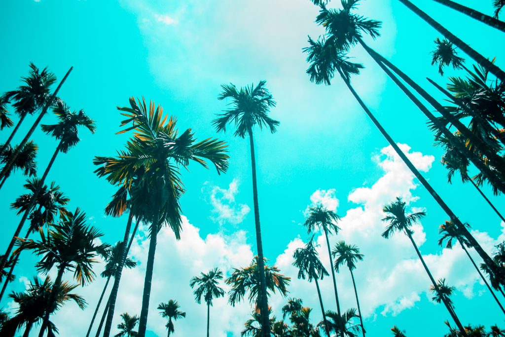 Trees with Blue sky - PixaHive