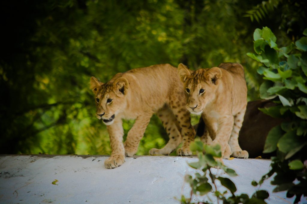 Two cubs - PixaHive